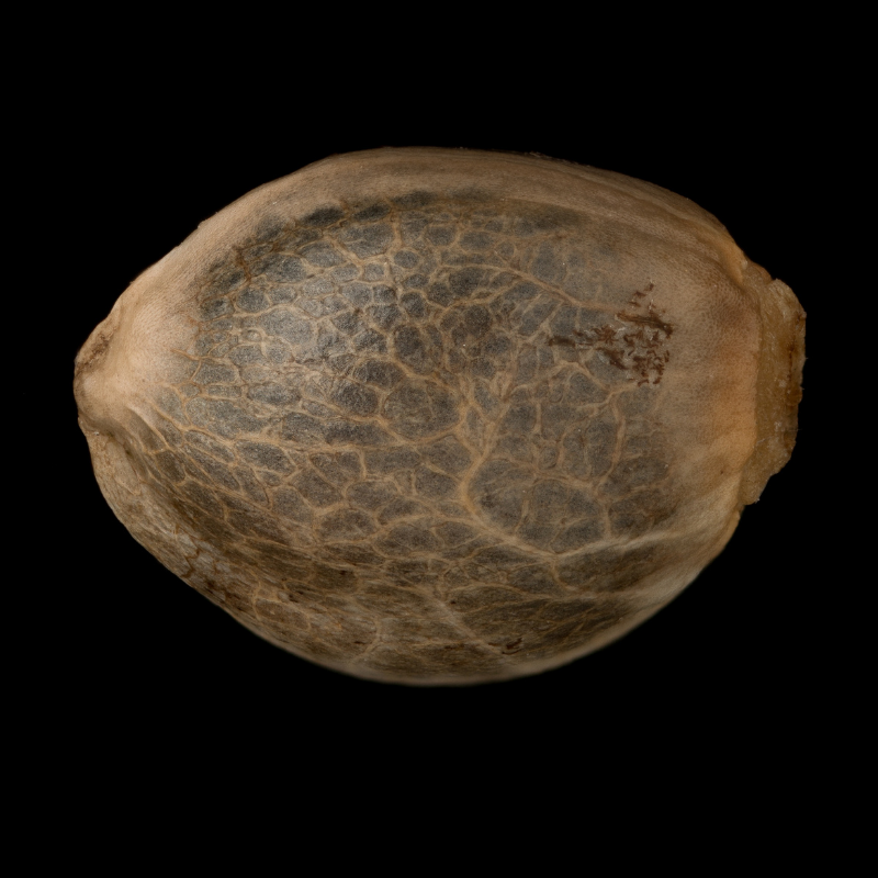 Richard Davis - topijuegos